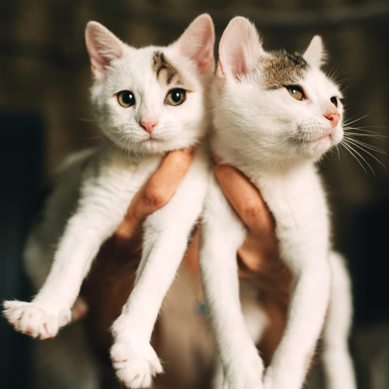 Pet Vaccinations | Cat & Dog Vaccinations in Statesboro Pet Vaccinations | Cat & Dog Vaccinations in Statesboro